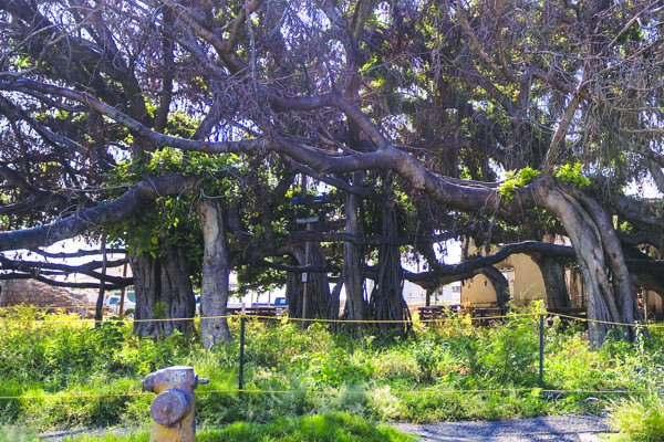 Heart of historic Lahaina, burned in wildfire, reopens to residents and ...